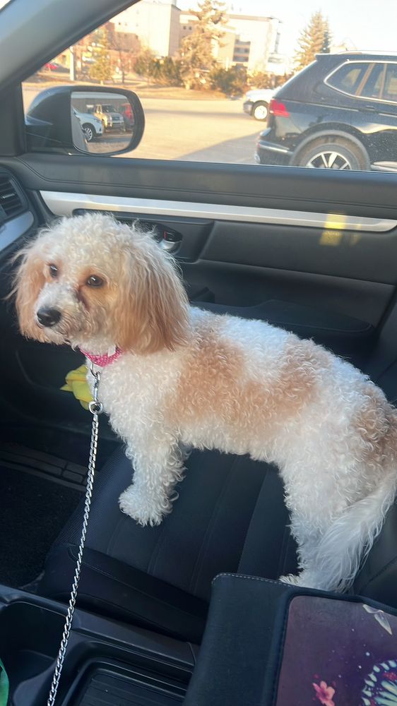 PETSMART DOG TRAINING - Updated May 2026 - 32 Reviews - 321 61 Ave SW 7 ...