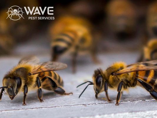 WAVE PEST SERVICES - Updated September 2025 - 12 Photos - Mesa, Arizona ...