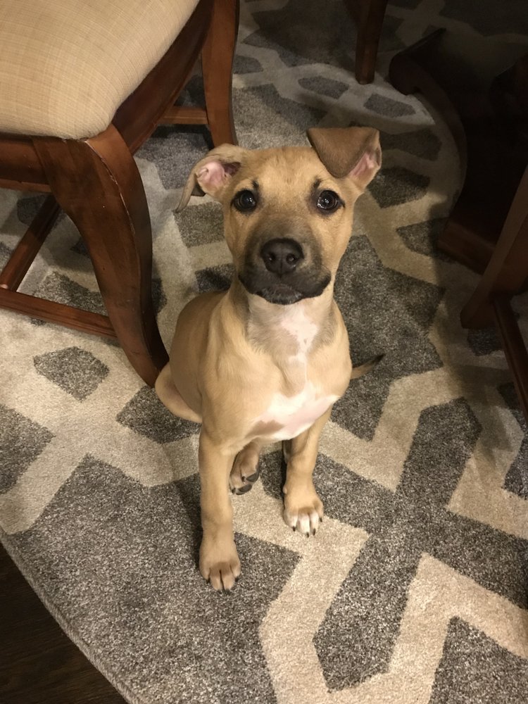 4 PAWS 4 LIFE ANIMAL RESCUE - 80 Photos & 62 Reviews - 3648 N Perry ...