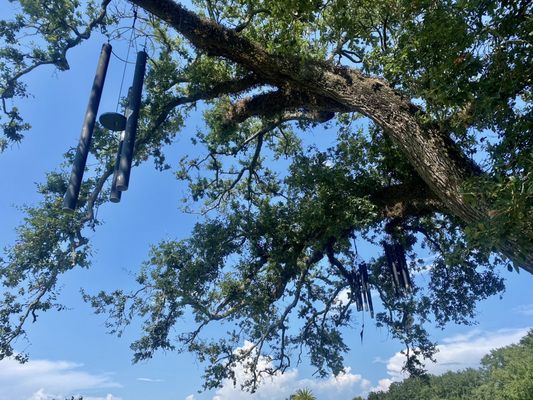 THE SINGING OAK - Updated December 2025 - New Orleans, Louisiana ...