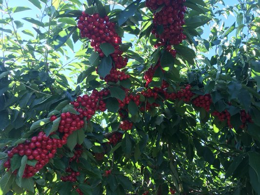 MIKE & LIZZY’S CHERRY U-PICK - Updated November 2025 - 4801 Lakeshore ...