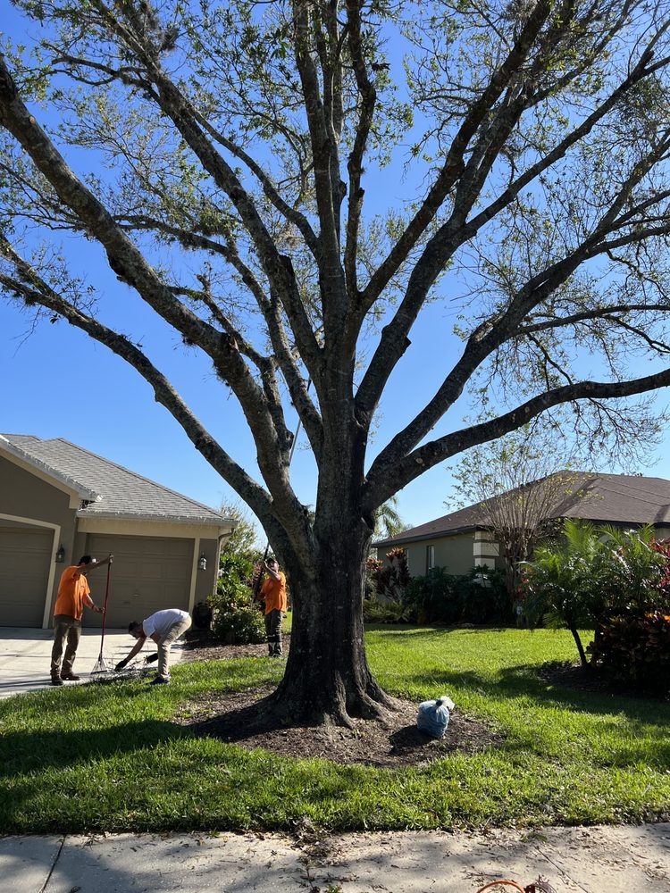 ARBORIST PROS TREE SERVICE - Updated October 2025 - 45 Photos - Ormond ...