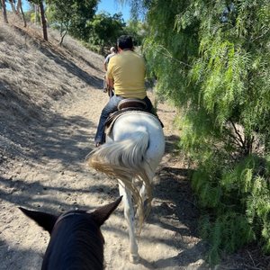 PALOS VERDES HORSE RENTALS - 98 Photos & 73 Reviews - 4057 Vía Opata ...