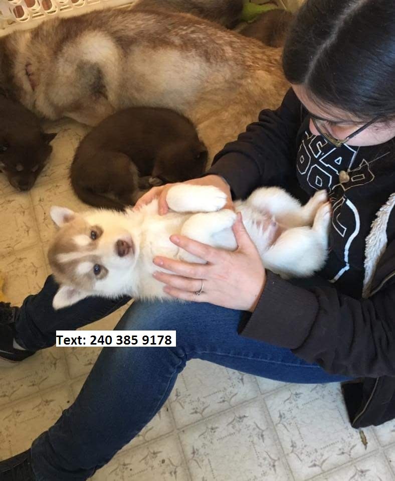 EMILY HUSKY HEAVEN - Updated July 2025 - 1130 McRae Blvd, El Paso ...