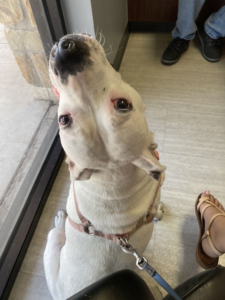 2222 VETERINARY CLINIC - Updated August 2025 - 22 Photos & 105 Reviews - 10601 Fm 2222, Austin ...