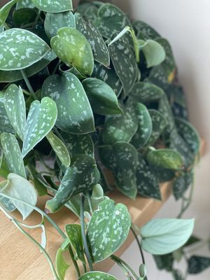 BUNA COFFEE HOUSE AND TEA - Updated January 2026 - 60 Photos & 54 ...