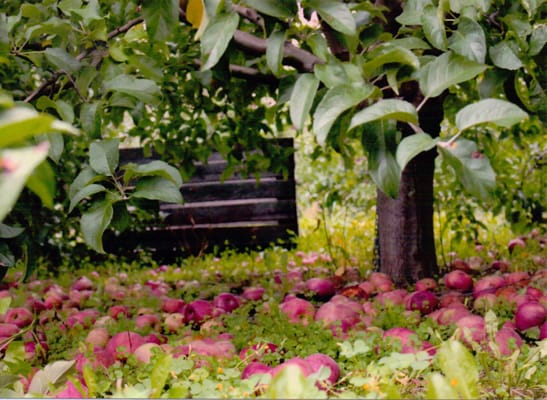 NATIONAL APPLE HARVEST FESTIVAL - Updated October 2025 - 27 Reviews ...