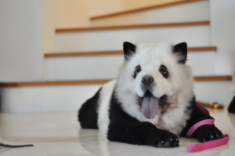 PANDA CHOW CHOWS - Updated May 2024 - 14 Photos - Ocean Drive ...