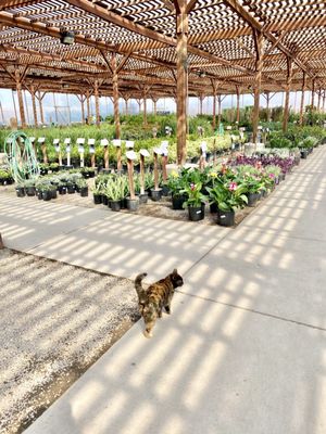 STAR NURSERY - Updated September 2025 - 199 Photos & 148 Reviews - 2600 ...