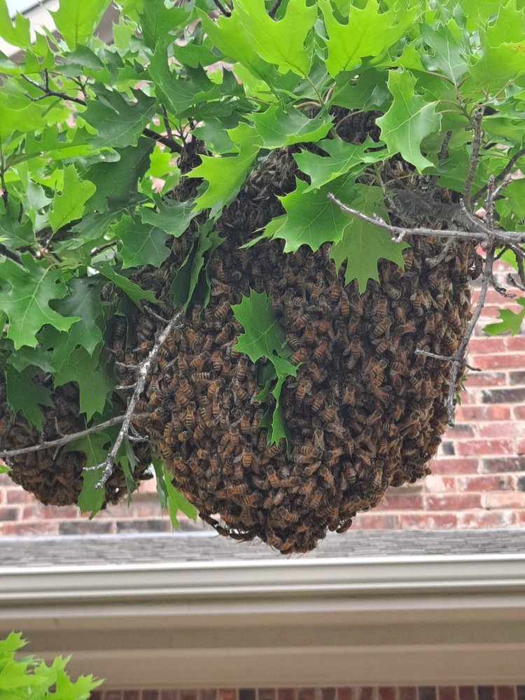 TITAN PEST SERVICES - Updated July 2025 - Fort Worth, Texas - Pest ...