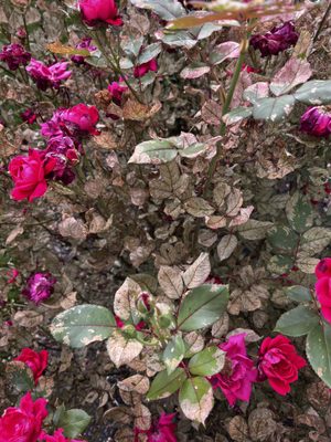 VIRGINIA GREEN - Updated December 2025 - 63 Photos & 93 Reviews - 7421 ...