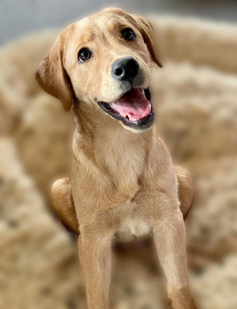 CAVEINN LABRADORS - Updated July 2025 - Request Consultation - 2093 ...