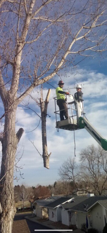 TAYLOR TREE REMOVAL COMPANY - Updated September 2025 - 52 Photos & 33 ...