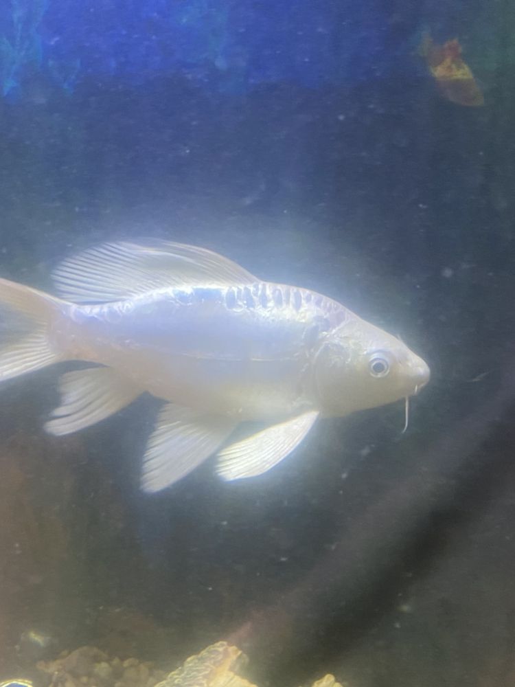 FISH & CRITTERS ON UNION - 33 Photos - 1403 Union Ave, Sheboygan ...