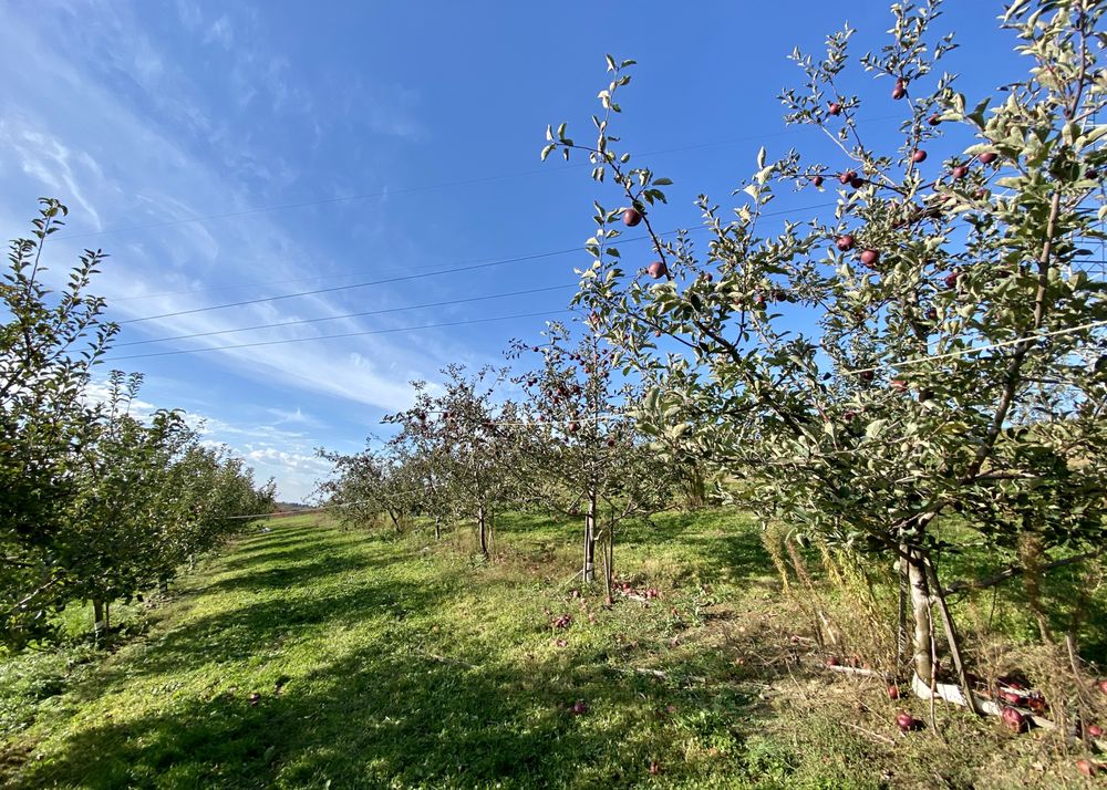 SIMMONS FARM - 128 Photos & 47 Reviews - 170 Simmons Rd, Canonsburg, PA ...