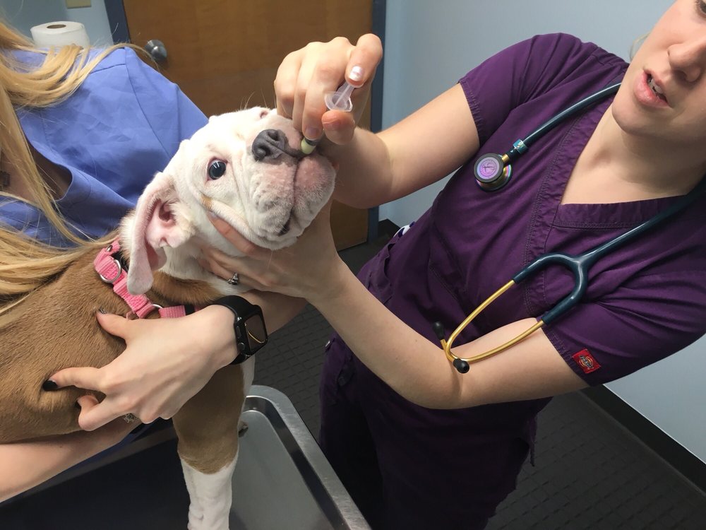 NORTH SHORE ANIMAL HOSPITAL - 25 Photos & 51 Reviews - Veterinarians ...