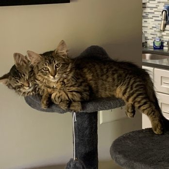 SMALL MIRACLES CAT & DOG RESCUE - Updated June 2025 - 15 Photos & 84 ...