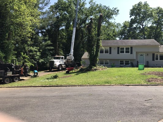 MAHWAH TREE CORPORATION - Updated October 2025 - 10 Photos & 15 Reviews ...