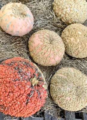 STYER ORCHARD - Updated September 2024 - 81 Photos & 56 Reviews - 97 ...