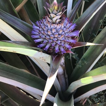 KAUAI SUGARLOAF PINEAPPLE - Updated June 2025 - 87 Photos & 36 Reviews ...