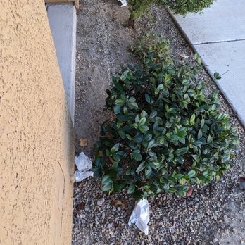 CENTER CUT LANDSCAPING - Updated January 2026 - 2020 W Bonanza Rd, Las ...