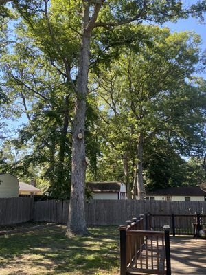 JL TREE SERVICE - Updated November 2024 - 93 Photos & 129 Reviews ...