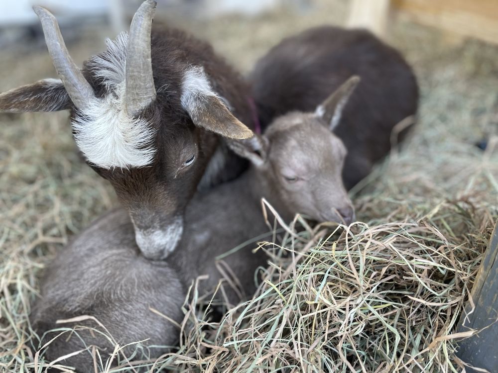 GOAT ON A POLE FARM - Updated December 2025 - 38 Deerhaven Dr, Ithaca ...