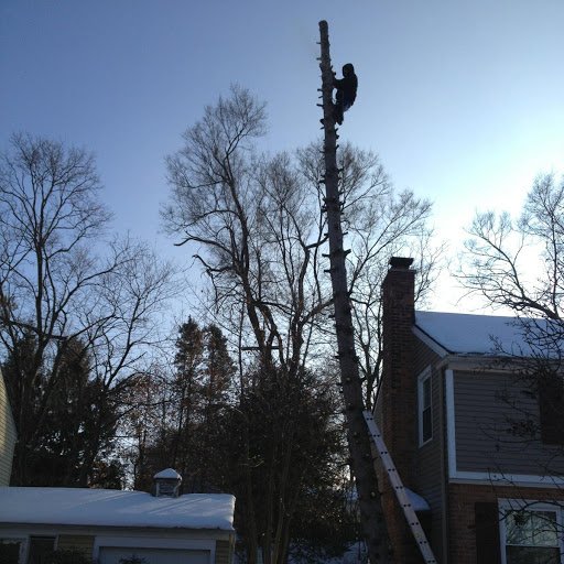 DON PACKARD TREE SERVICE - Updated March 2025 - 19 Reviews - Ypsilanti ...