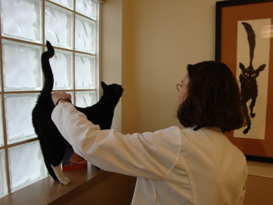 BOISE CAT CLINIC - Updated August 2025 - 31 Reviews - 506 N Latah St ...