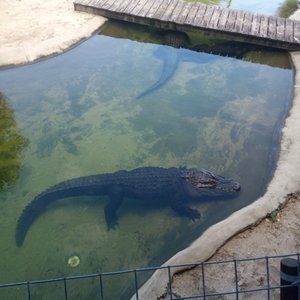 BASS PRO SHOP - 71 Photos & 40 Reviews - 750 Bass Pro Dr NE, Palm Bay ...