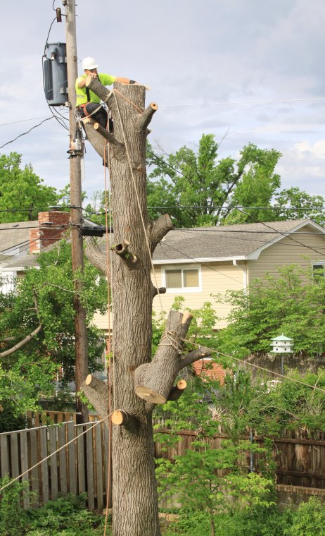 MARTINEZ TREE SERVICES - Updated April 2025 - Request a Quote - Houston ...