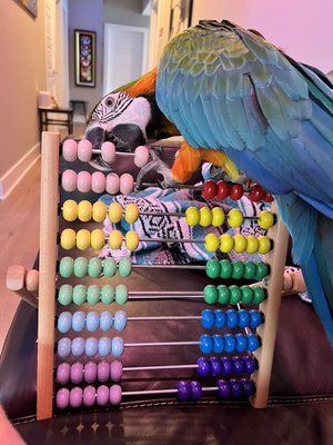 THE BIRD STORE - Updated December 2025 - 16 Photos & 25 Reviews - 2600 ...