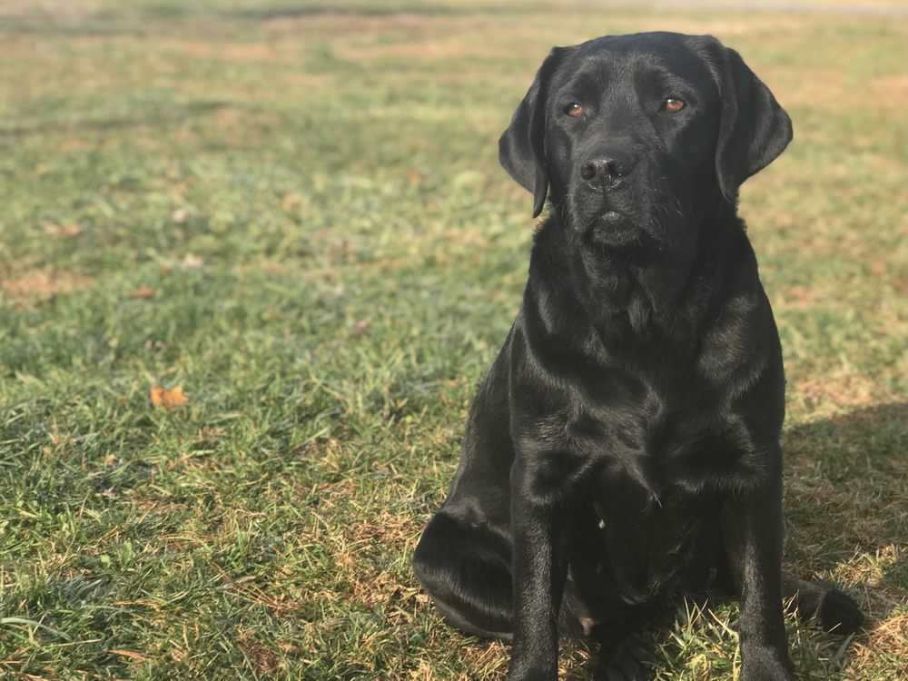RIVERSIDE SUNSET LABRADOR RETRIEVERS - Updated October 2025 - Beaverdam ...
