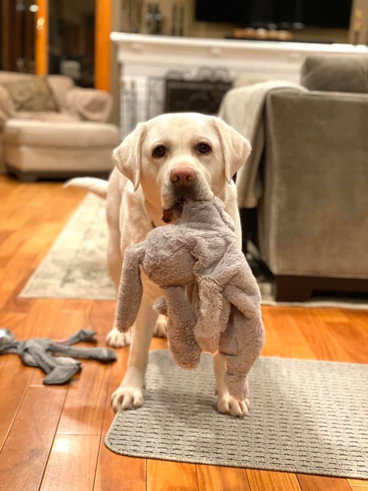 MICONS LABRADORS - Updated December 2025 - 15 Photos & 33 Reviews ...