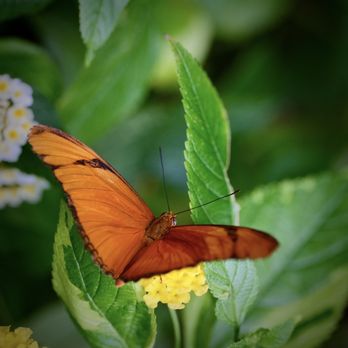 THE BUTTERFLY PLACE - 289 Photos & 88 Reviews - 120 Tyngsboro Rd ...