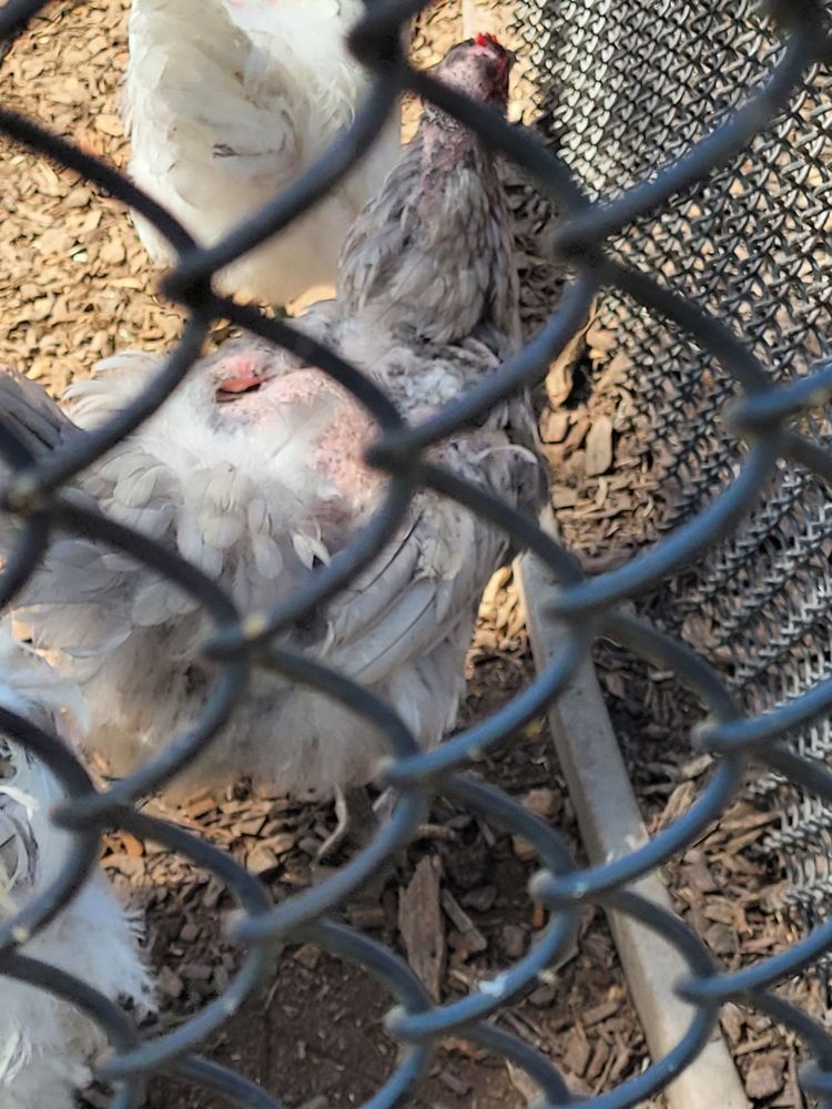 LINVILLA ORCHARDS - 1054 Photos & 429 Reviews - 137 W Knowlton Rd ...