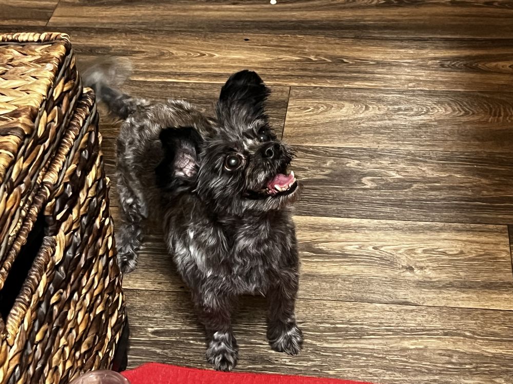 GENTLE SPAWS - Updated April 2026 - 19 Photos - Phoenix, Arizona - Pet ...