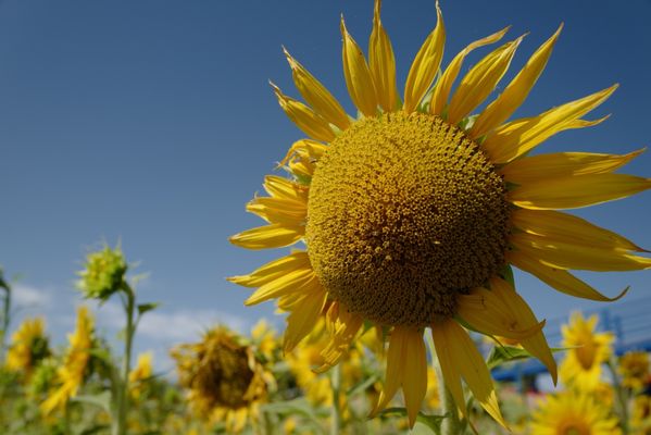 VERTUCCIO FARMS - Updated December 2025 - 336 Photos & 163 Reviews ...