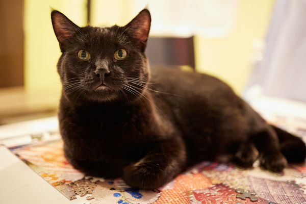 MEOW CAT LOUNGE - Updated January 2026 - 54 Photos & 13 Reviews - 630 ...