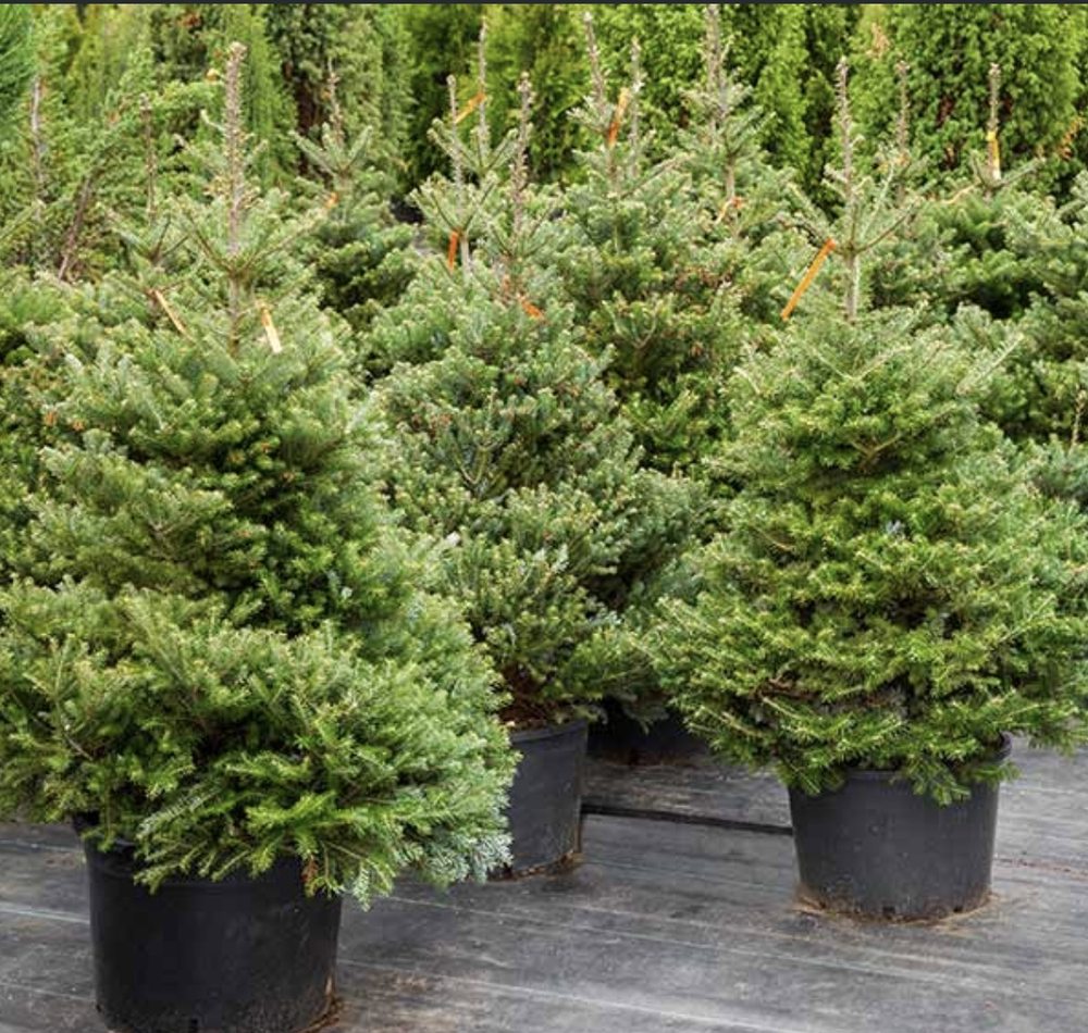 LEIGH TREES - Updated January 2026 - 17 Photos - 579 Prince Avenue ...