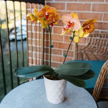 CYMNOW FLOWERS - Updated February 2025 - 156 Photos & 37 Reviews - 6757 ...