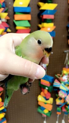 ARIZONA BIRD STORE - Updated January 2025 - 46 Photos & 59 Reviews ...