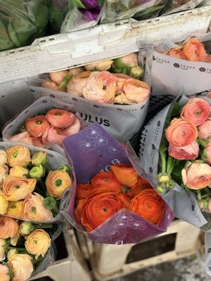 MAYESH WHOLESALE FLORIST - Updated June 2026 - 470 Garden Oaks Blvd ...