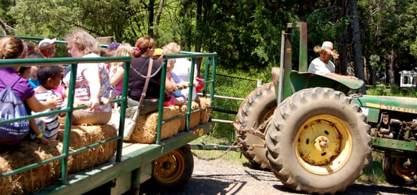 AMAZING FARM FUN - 73 Photos & 61 Reviews - Farmers Market - 26469 ...