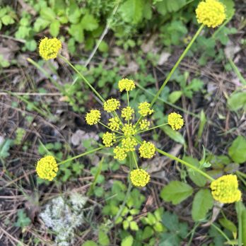 ROGUE X - Updated January 2026 - 17 Photos - 901 Rossanley Dr, Medford ...