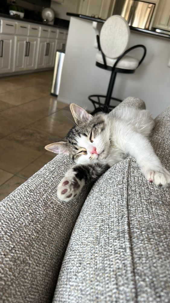 PAYSON HUMANE SOCIETY - Updated August 2025 - 812 S McLane Rd, Payson ...