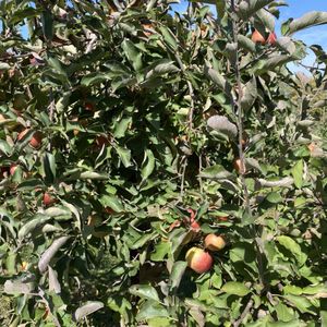 COUNTY LINE ORCHARD - 493 Photos & 388 Reviews - 200 S County Line Rd ...