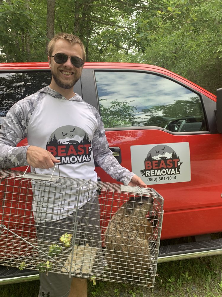 BEAST REMOVAL - Updated September 2024 - Request a Quote - Norwich ...