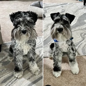 HAPPY TAILS DOG RANCH - Updated August 2025 - 109 Photos & 40 Reviews ...