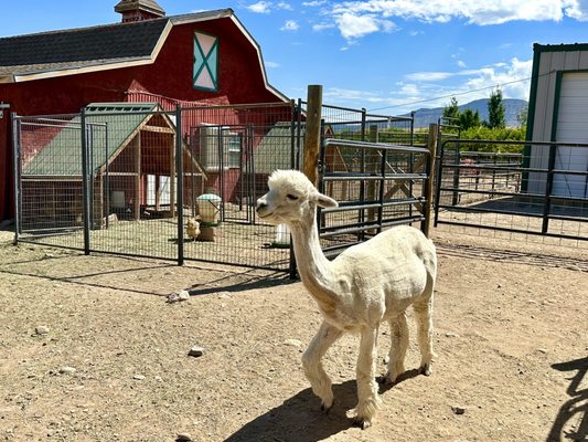 SUNCREST ORCHARD ALPACAS - Updated March 2025 - 91 Photos & 33 Reviews ...